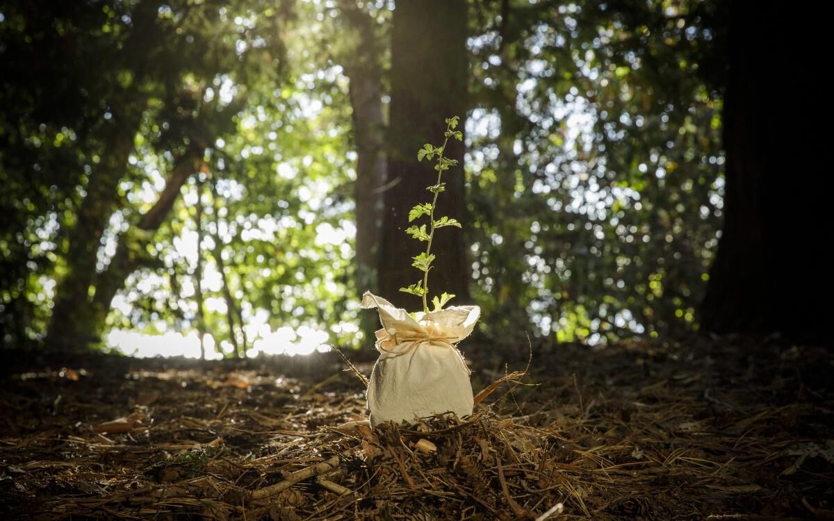 What is Human Composting?