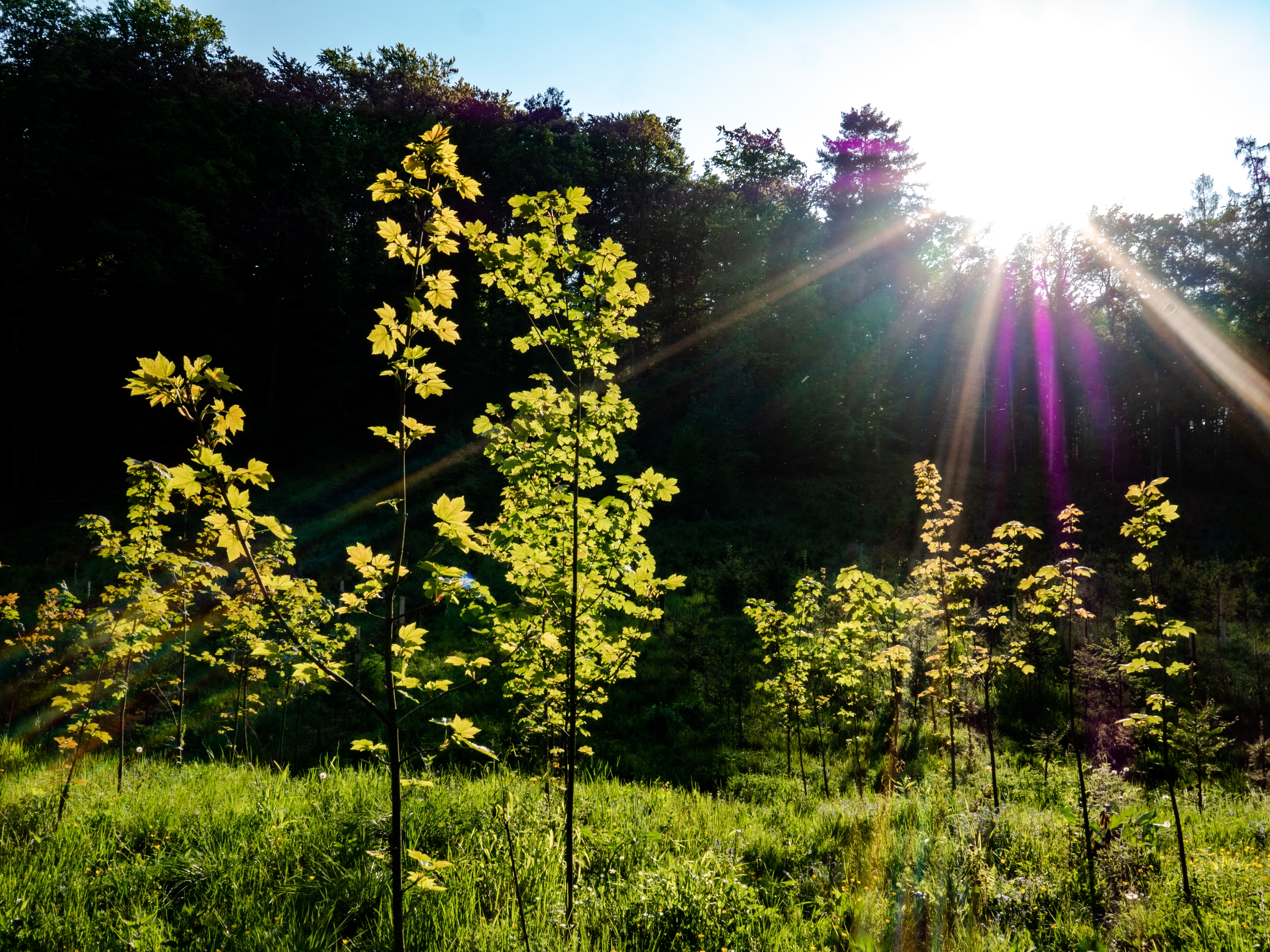 Memorial Trees Give Loved Ones a Green Goodbye