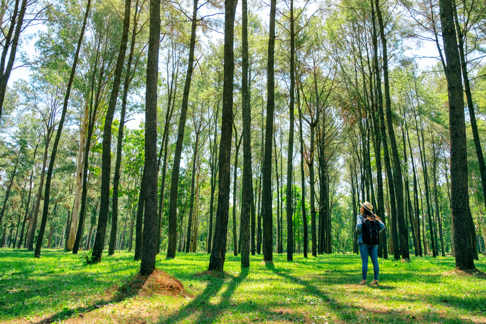 What's the Difference Between Cremation and 'Composting'?